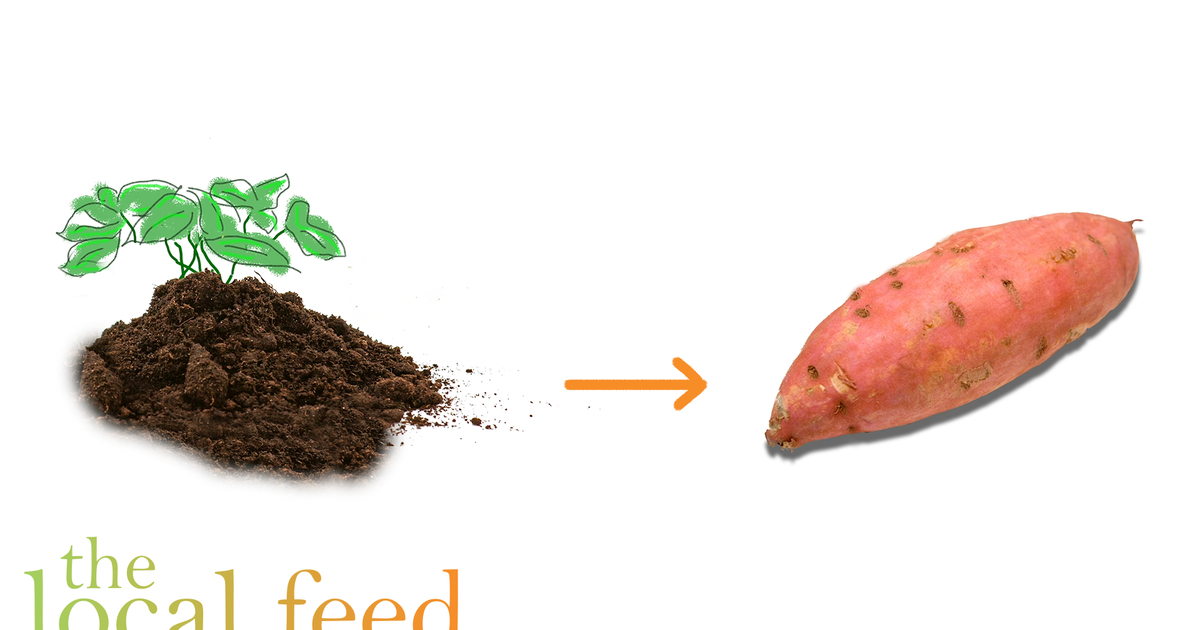 The Local Feed | Grow Sweet Potatoes with Tips from Edible Uprising ...