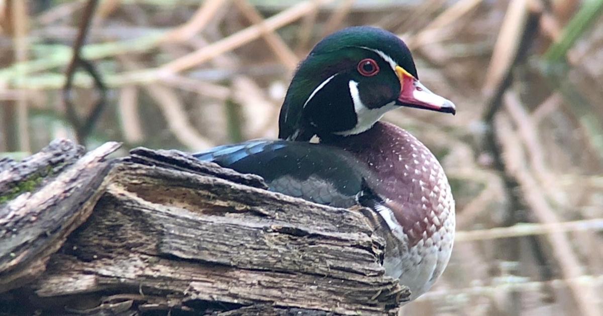 Almanac | Hospital update, MN budget woes, birding with the Birdchick ...