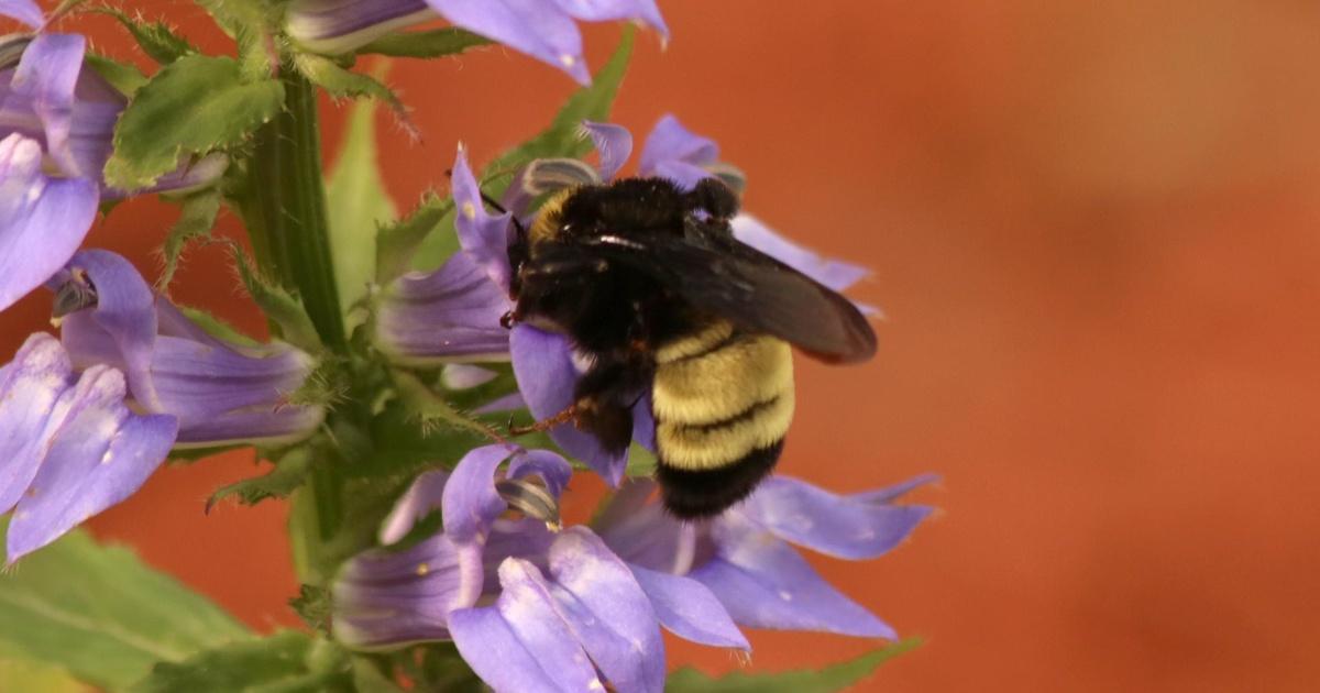 Local Routes | Beekeepers Give Home to Rare American Bumblebee Colony ...