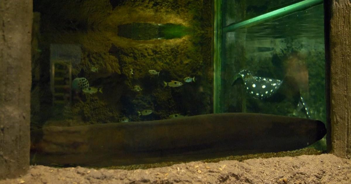 Let's Learn | ELECTRIC EEL | Season 2024 | THIRTEEN PBS