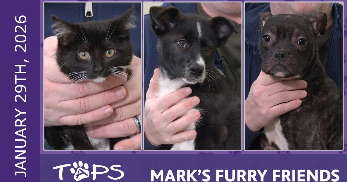 Mark’s Furry Friends | 1/29/2026 | Harry, Laura and Rider | Mark's ...