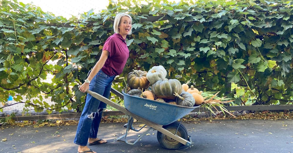Modern Gardener Curing And Saving Winter Squash Episode 89 Pbs
