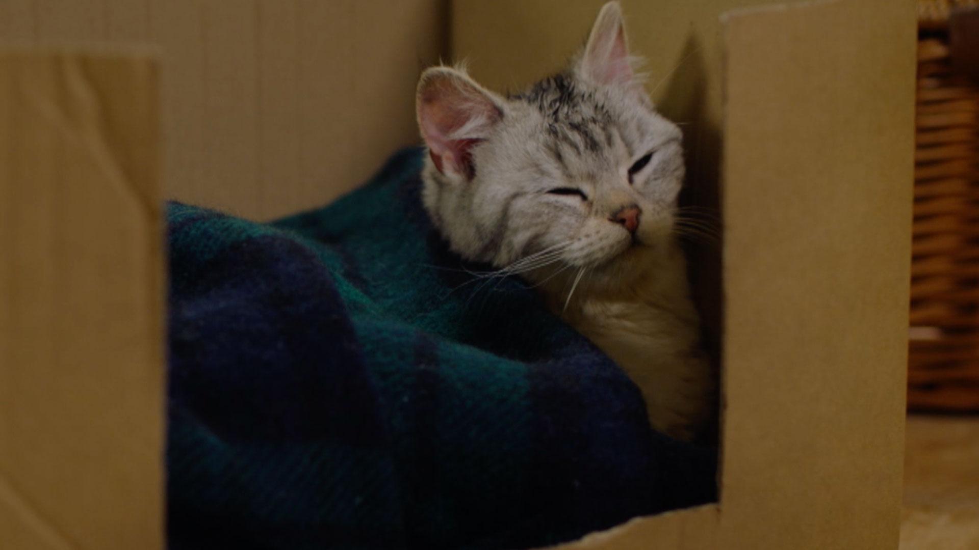 Season 4's Star Cat | All Creatures Great and Small | THIRTEEN - New ...