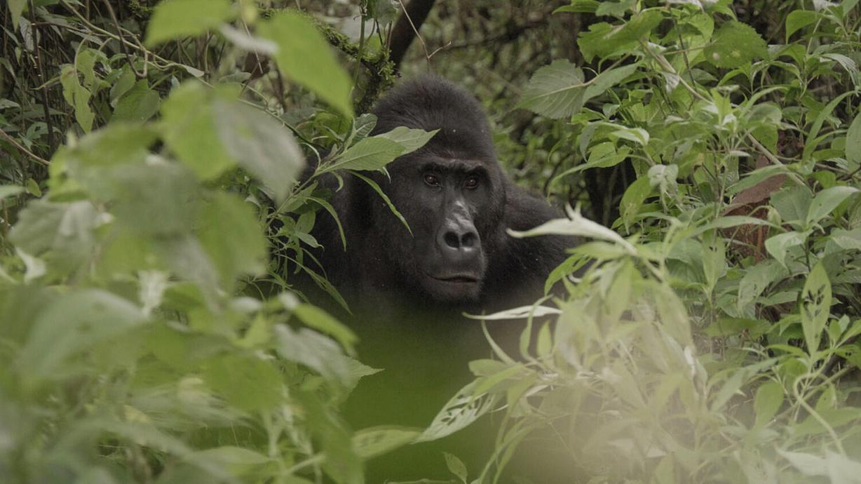 Meet the Silverback, the Leader of the Troop | Watch Nature on PBS ...