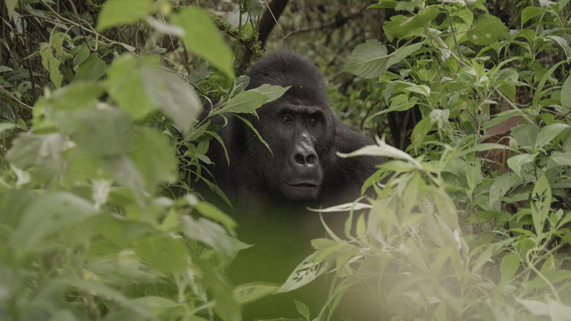 Meet the Silverback, the Leader of the Troop | Nature | THIRTEEN - New ...