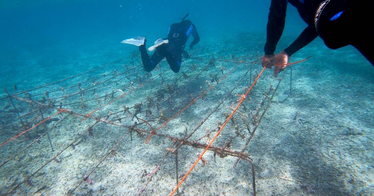 Adaptation | Coral Reefs of Vanuatu | Episode 3 | PBS
