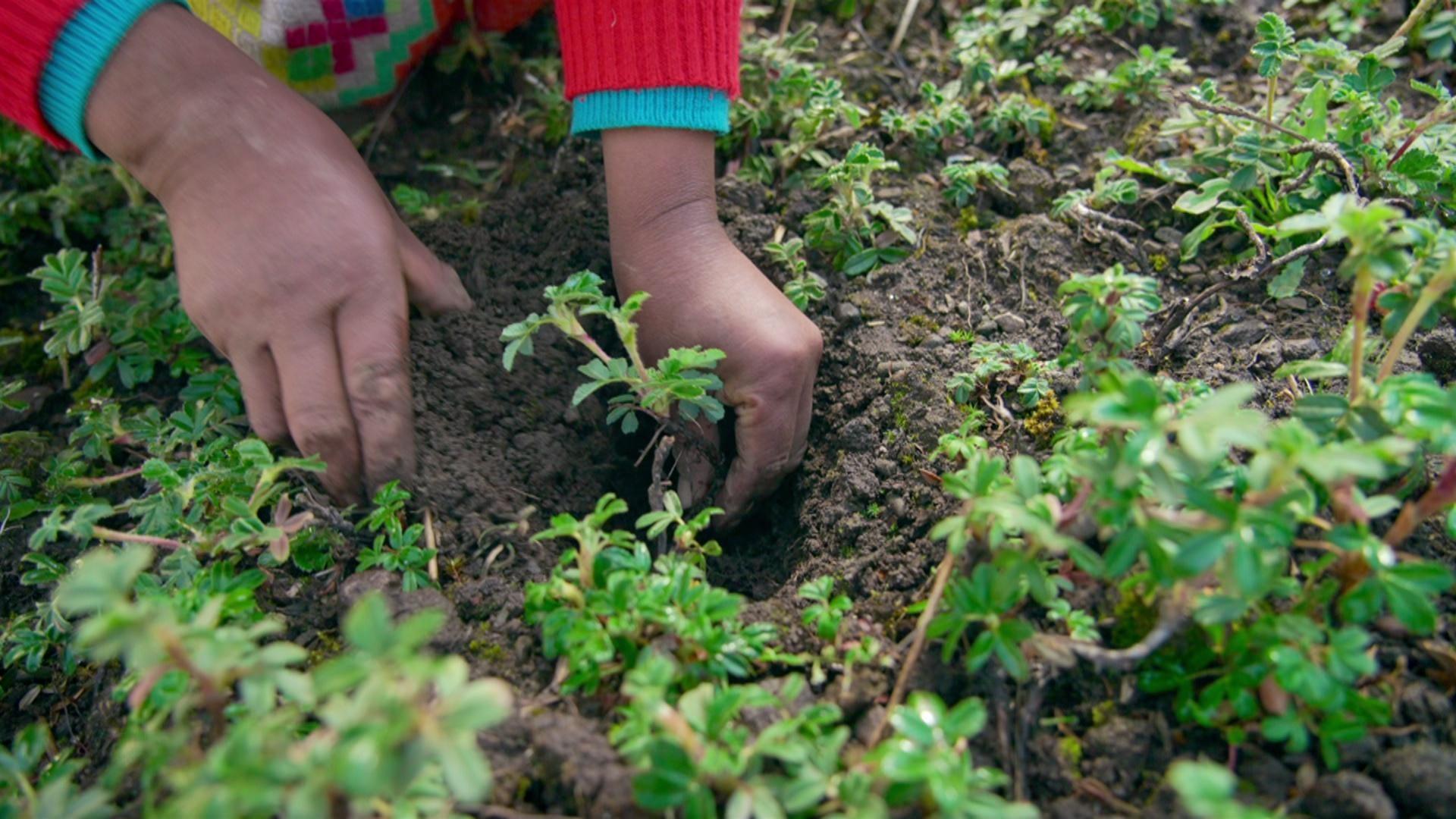 2023 Nominees: Protect and Restore Nature | The Earthshot Prize | WLIW