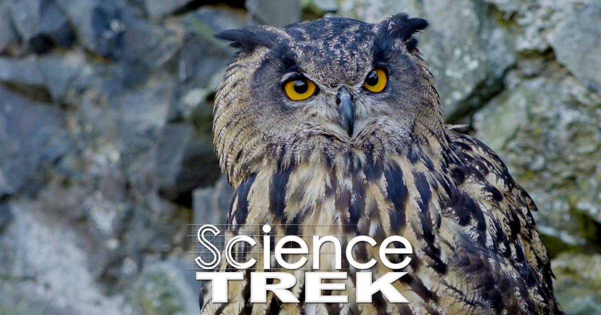 Science Trek | Animal Adaptation: Super Senses | PBS