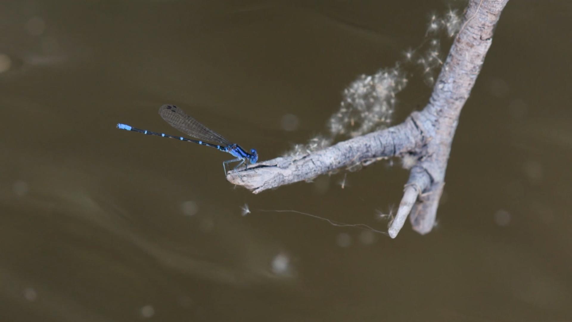 This American Land - Return of a River, Salmon Farming, Solar Farming ...