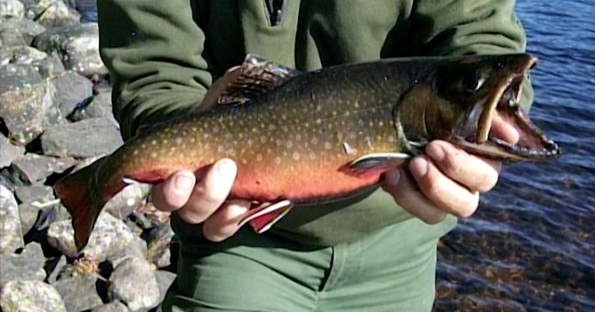 Adirondack Outdoors | Heritage Trout & Salerno Family Deer Hunting ...