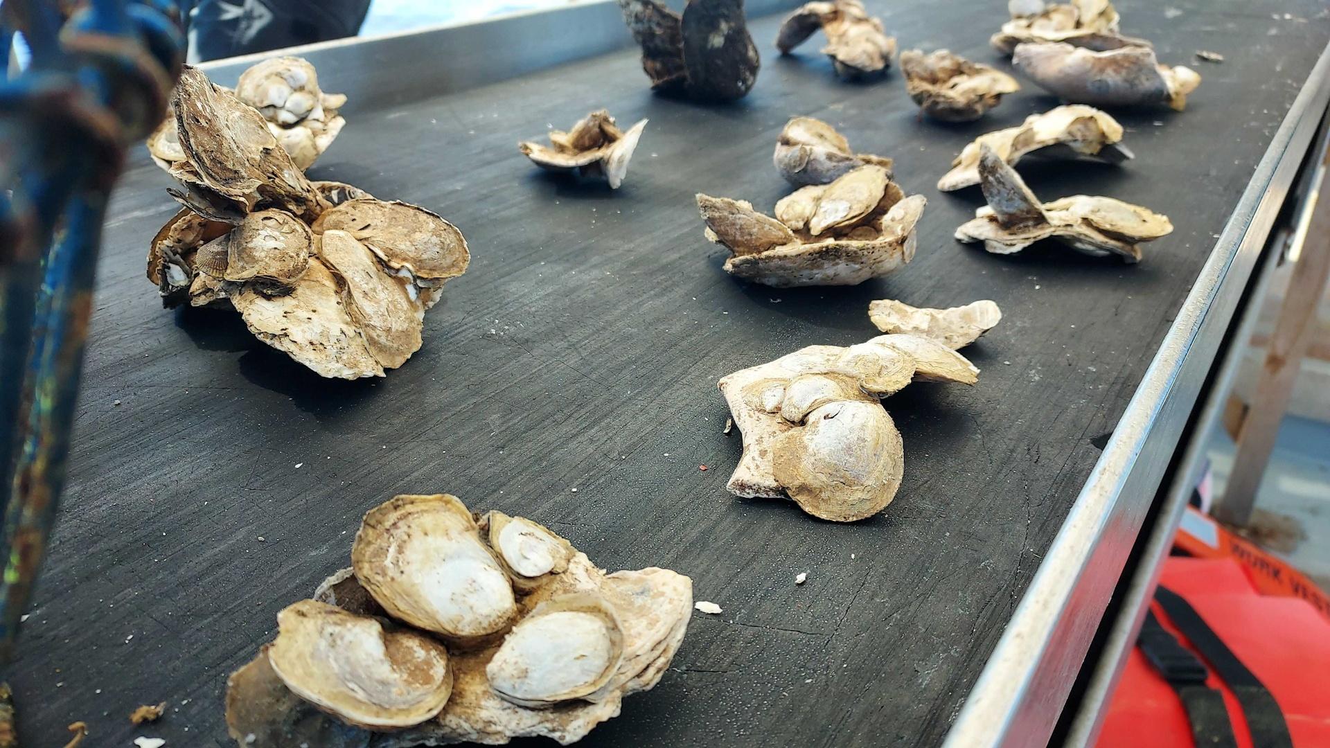 Shell recycling program aims to bolster NJ's oyster beds | NJ Spotlight ...