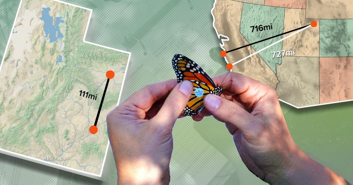 Modern Gardener | How to Track a Monarch Butterfly | Episode 124 | PBS