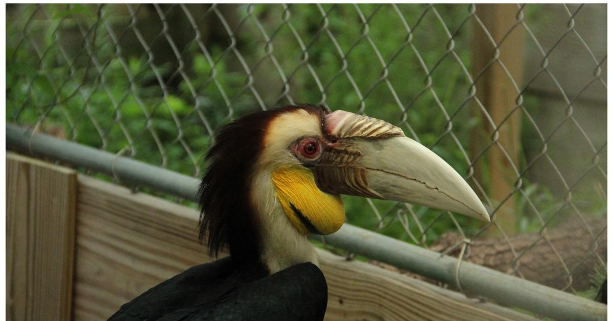 Local Routes | Animals of the North Florida Wildlife Center | Season 11 ...