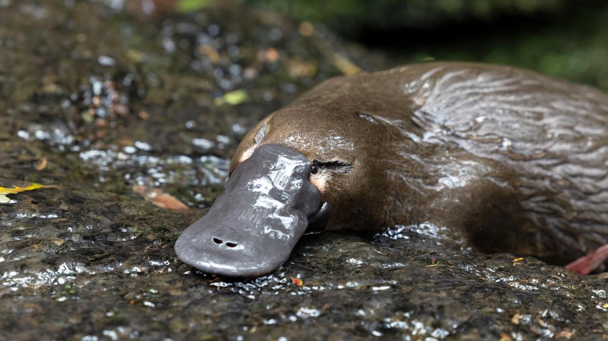 Preview of The Platypus Guardian | Watch Nature on PBS Wisconsin