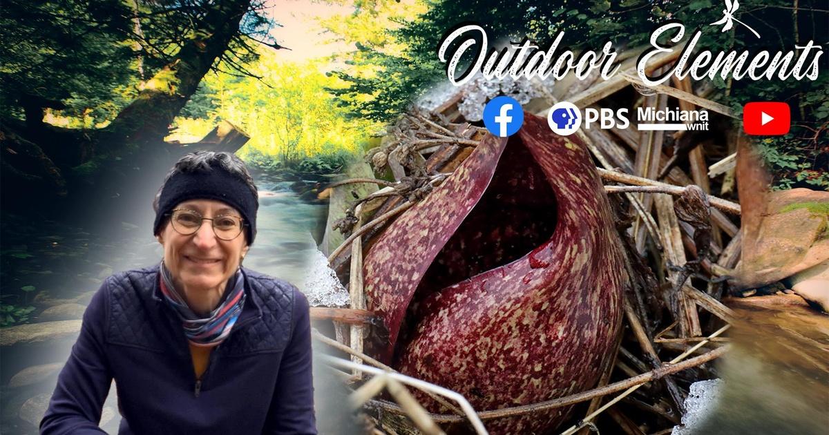 Outdoor Elements | Wet and Weird Skunk Cabbage | PBS
