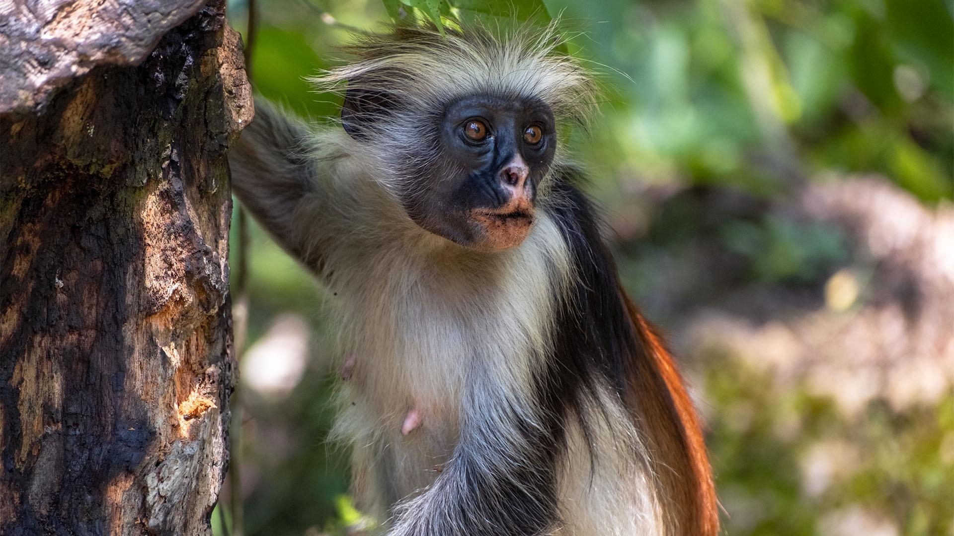 How Zanzibar Red Colobus Monkeys Use Charcoal for Survival | Evolution Earth | THIRTEEN - New ...