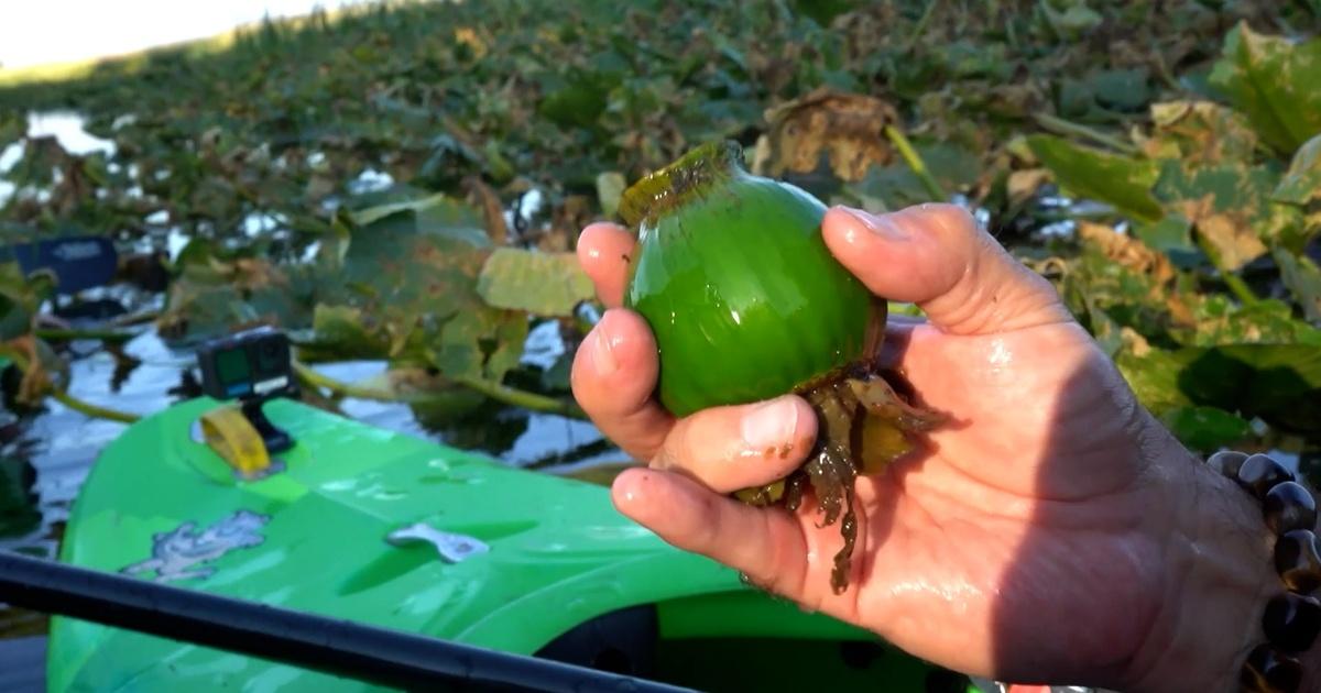 Oregon Field Guide | Wocus Harvest | Season 36 | Episode 4 | PBS