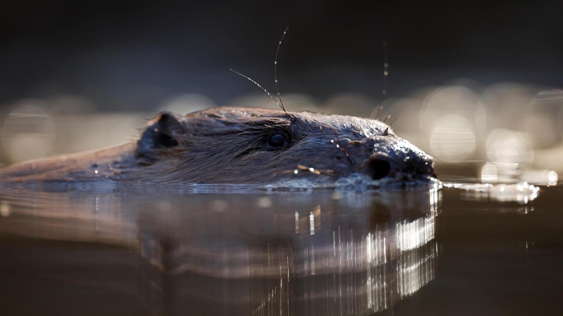 Wild beavers return to England centuries after extinction | PBS News ...