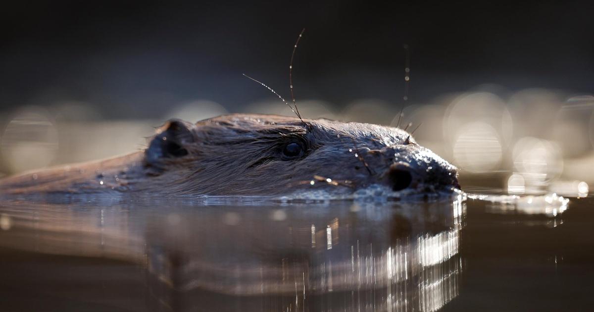 PBS News Hour | Wild beavers return to England centuries after ...