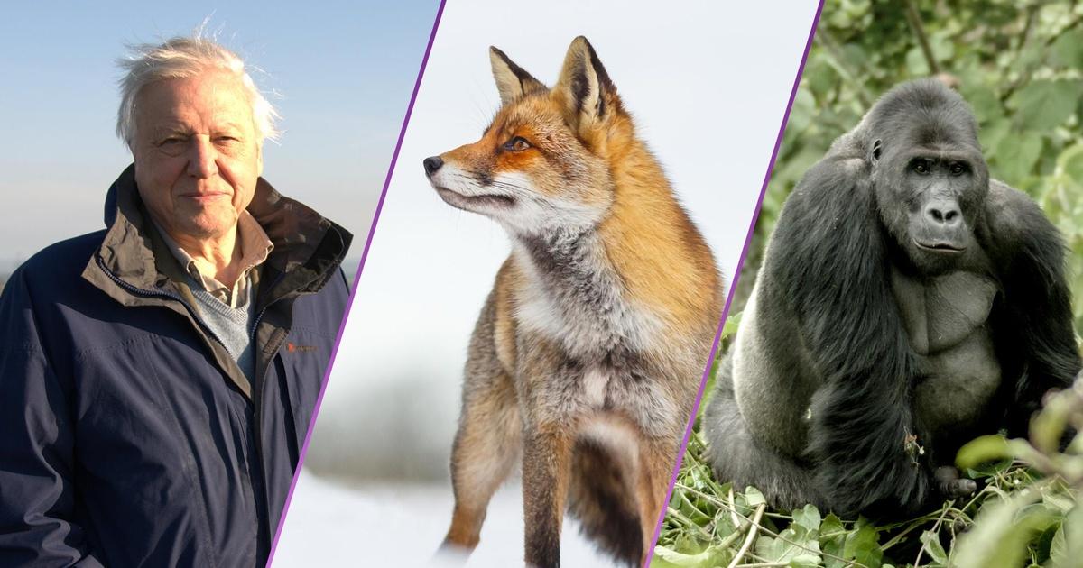 Nature | NATURE - Season 43 | Season 43 | WGCU-PBS