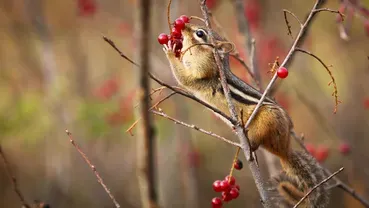 Autumnwatch New England | Episode 1 | PBS