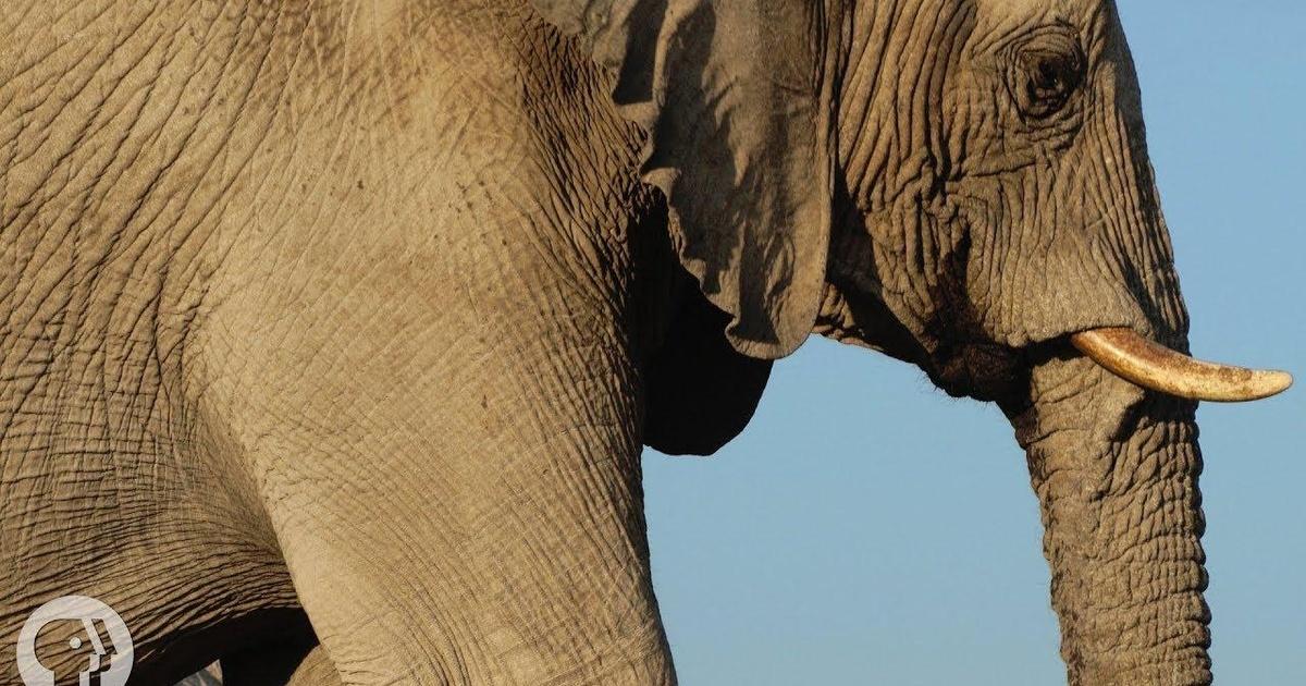 Deep Look | How Elephants Listen ... With Their Feet | Season 5 ...