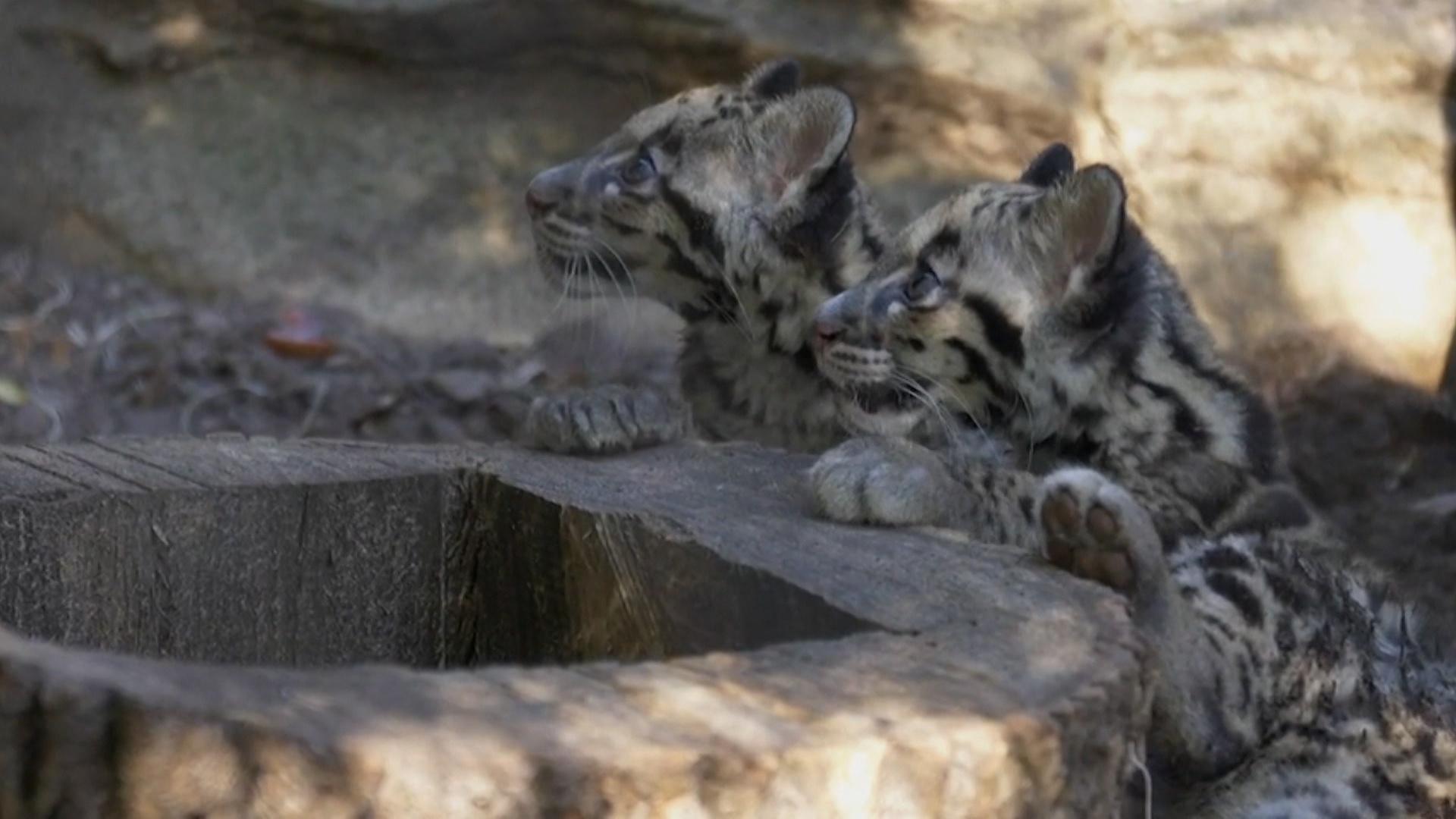 ANIMAL SUPERPOWERS: CLOUDED LEOPARDS | Let's Learn | THIRTEEN - New ...