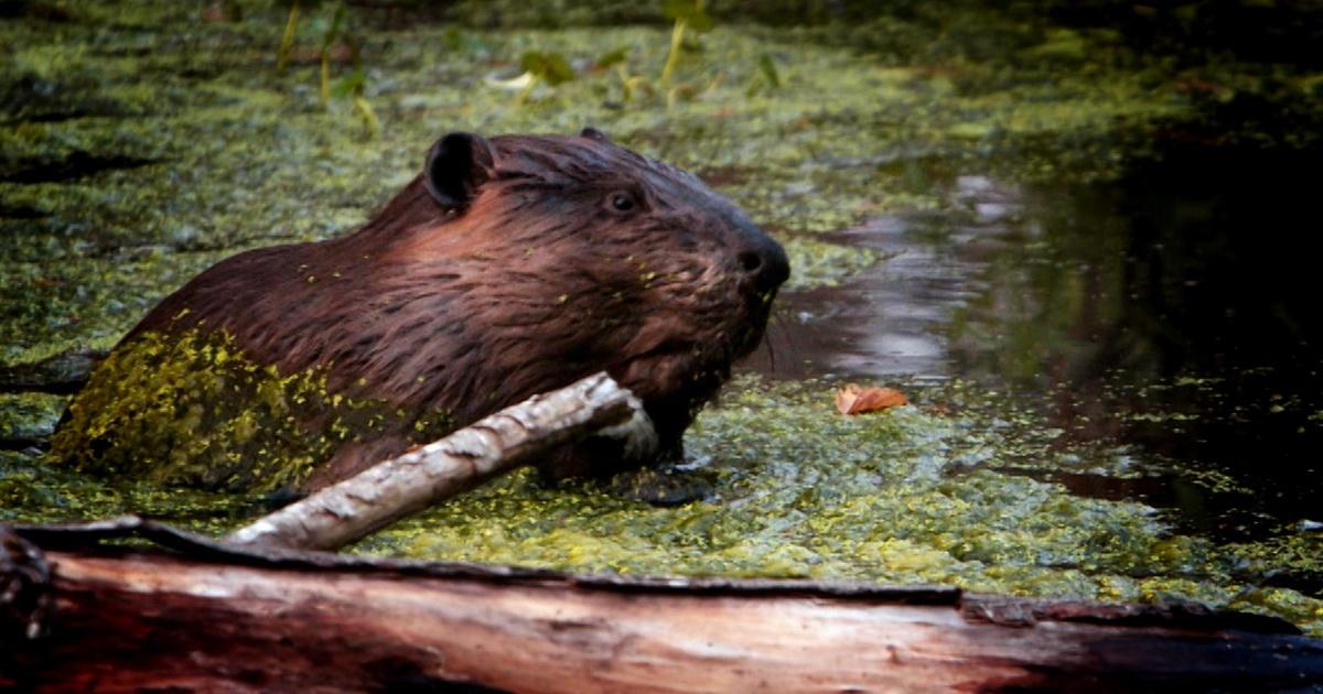 Oregon Field Guide | Beaver Assisted Restoration | Season 34 | Episode ...