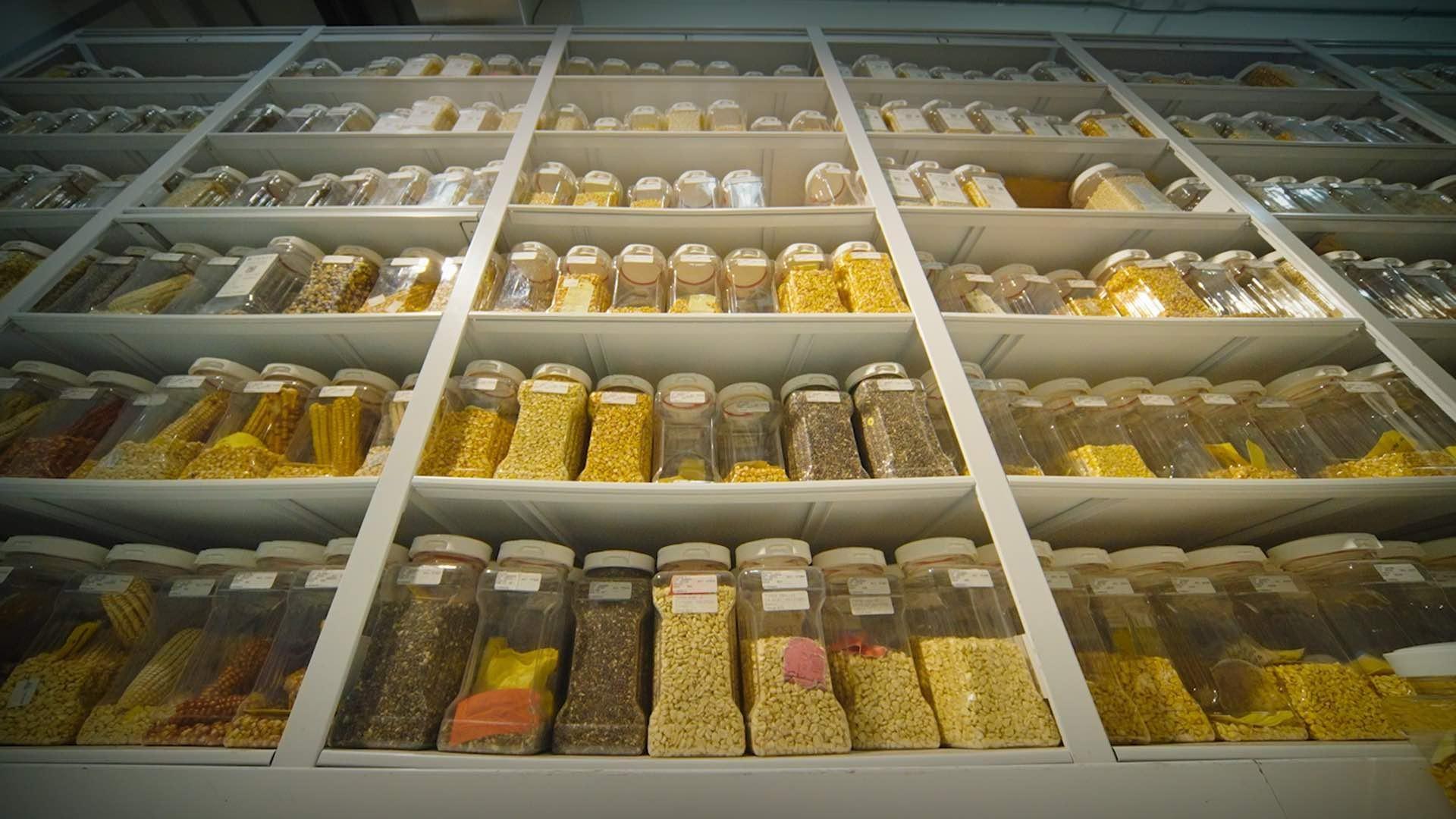 How Corn Took Over the World | Human Footprint | THIRTEEN - New York ...