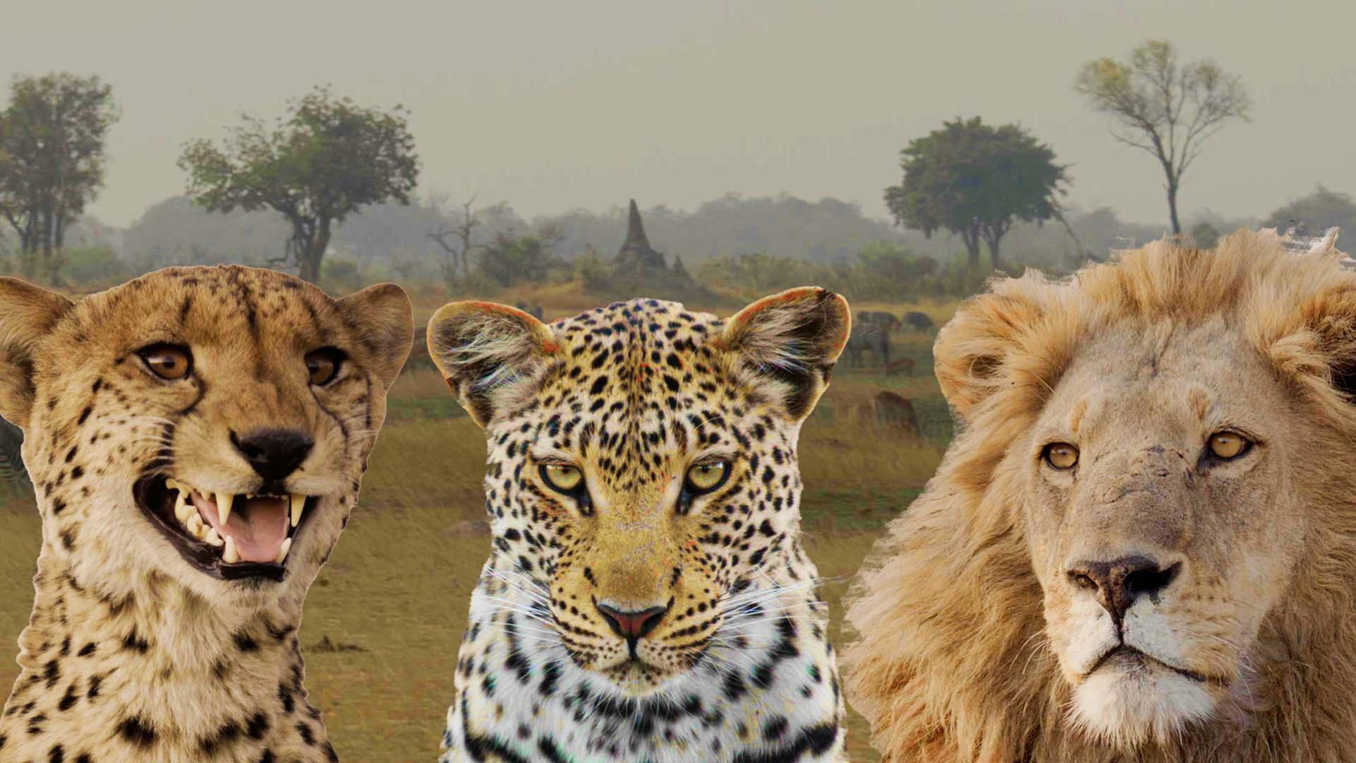 Big Cats Unleashed - Evolution of Big Cat Looks | Big Cats 24/7 ...