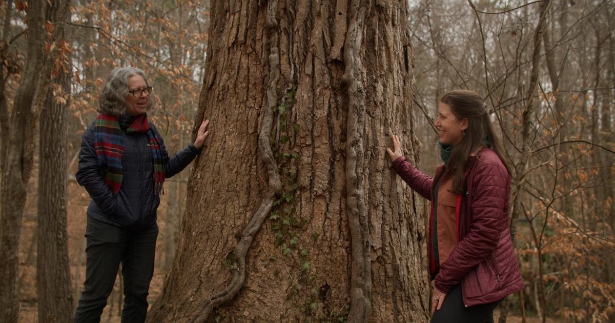SCI NC | What makes a forest “old-growth”? | PBS