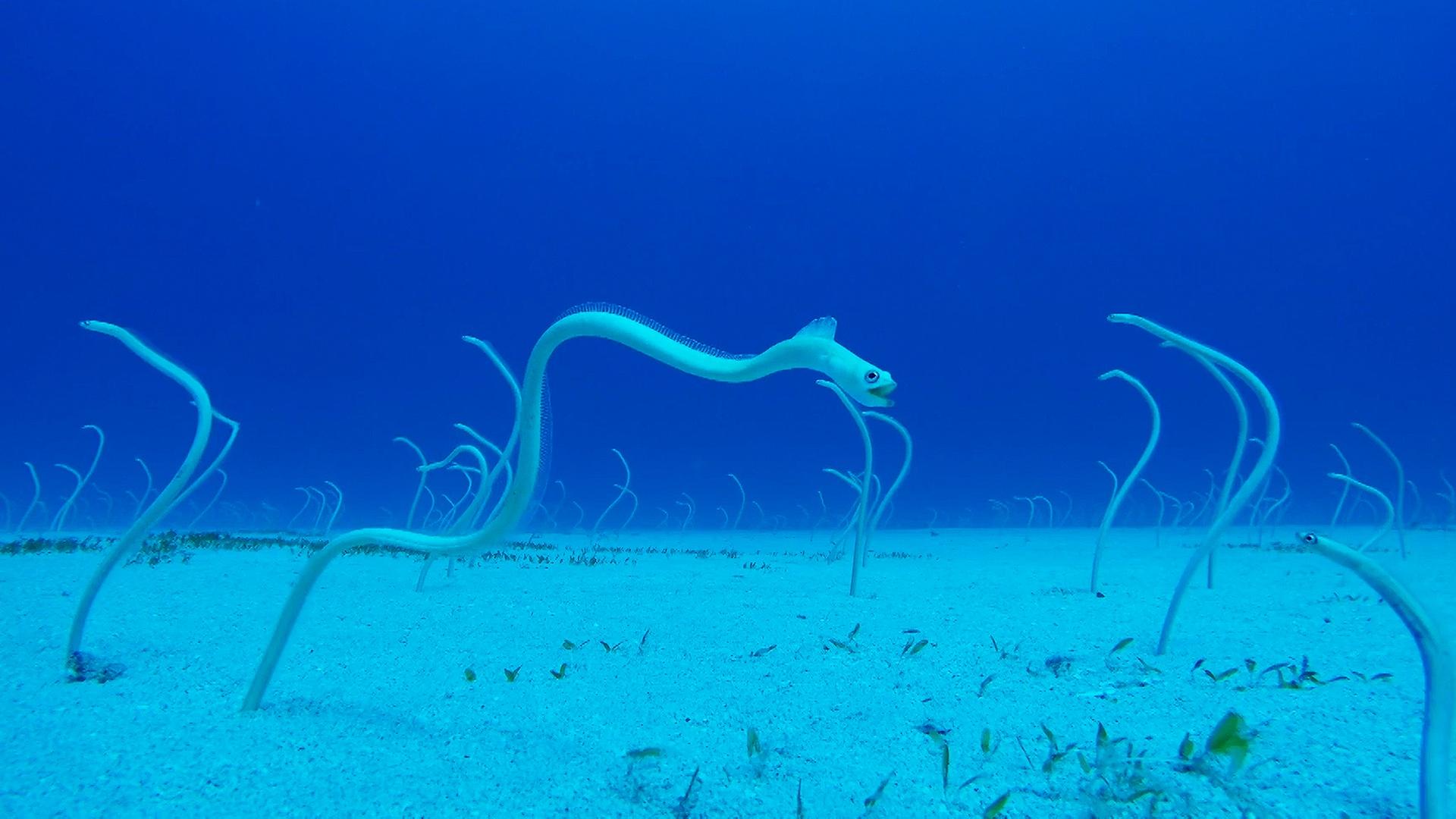 Peek-A-Boo with Hawaiian Garden Eels | Nature | THIRTEEN - New York ...