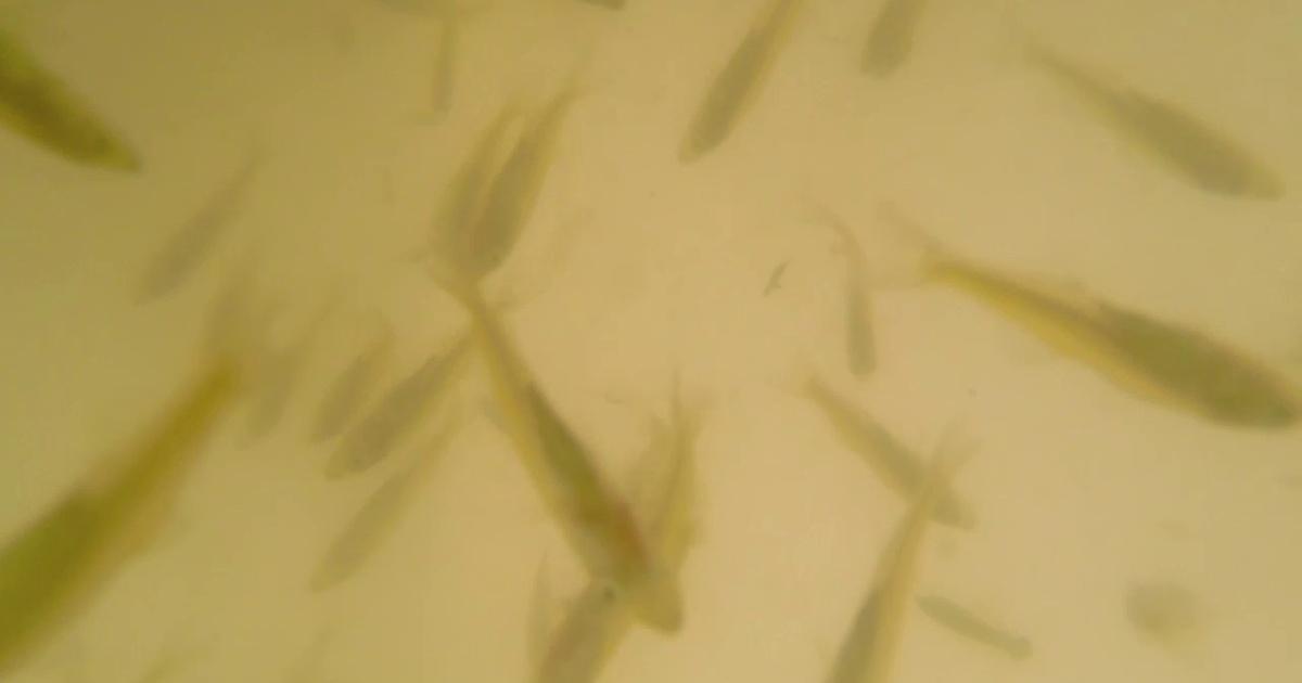 Chicago Tonight | Making Baby Walleye in Cook County | Season 2018 | PBS