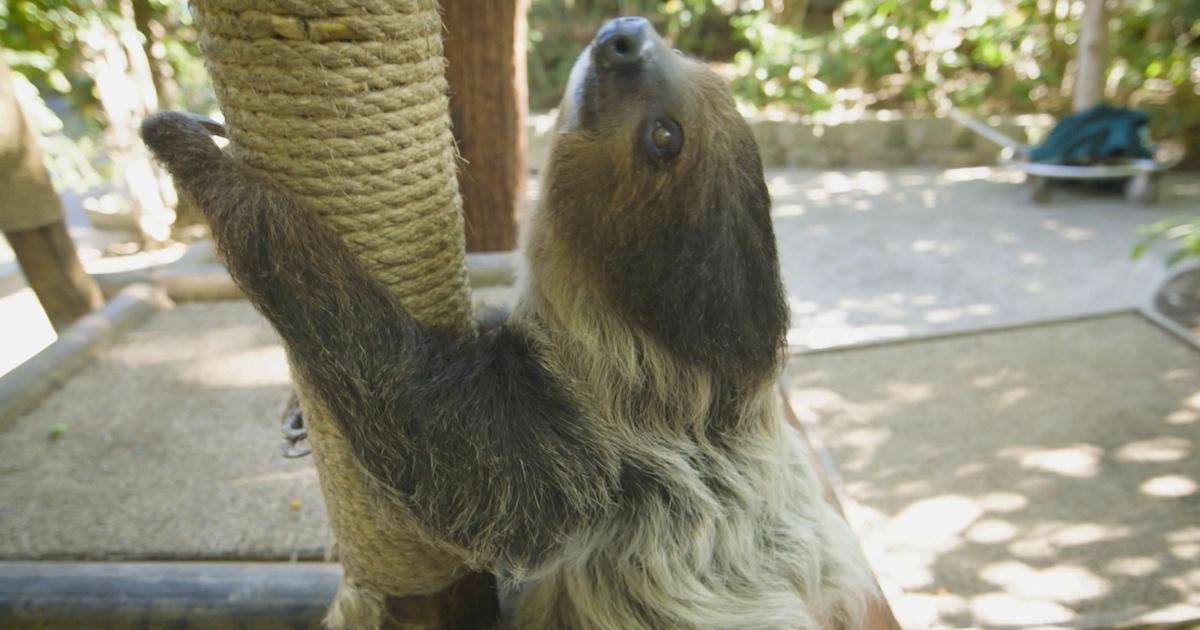 Camp TV | 5 Fun Facts & Things to Know About Sloths | Season 2021 | PBS