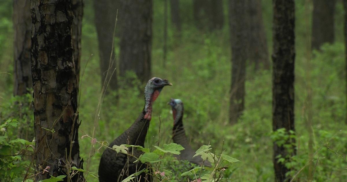 Texas Parks and Wildlife | East Texas Turkeys, Old Tunnel Bats ...