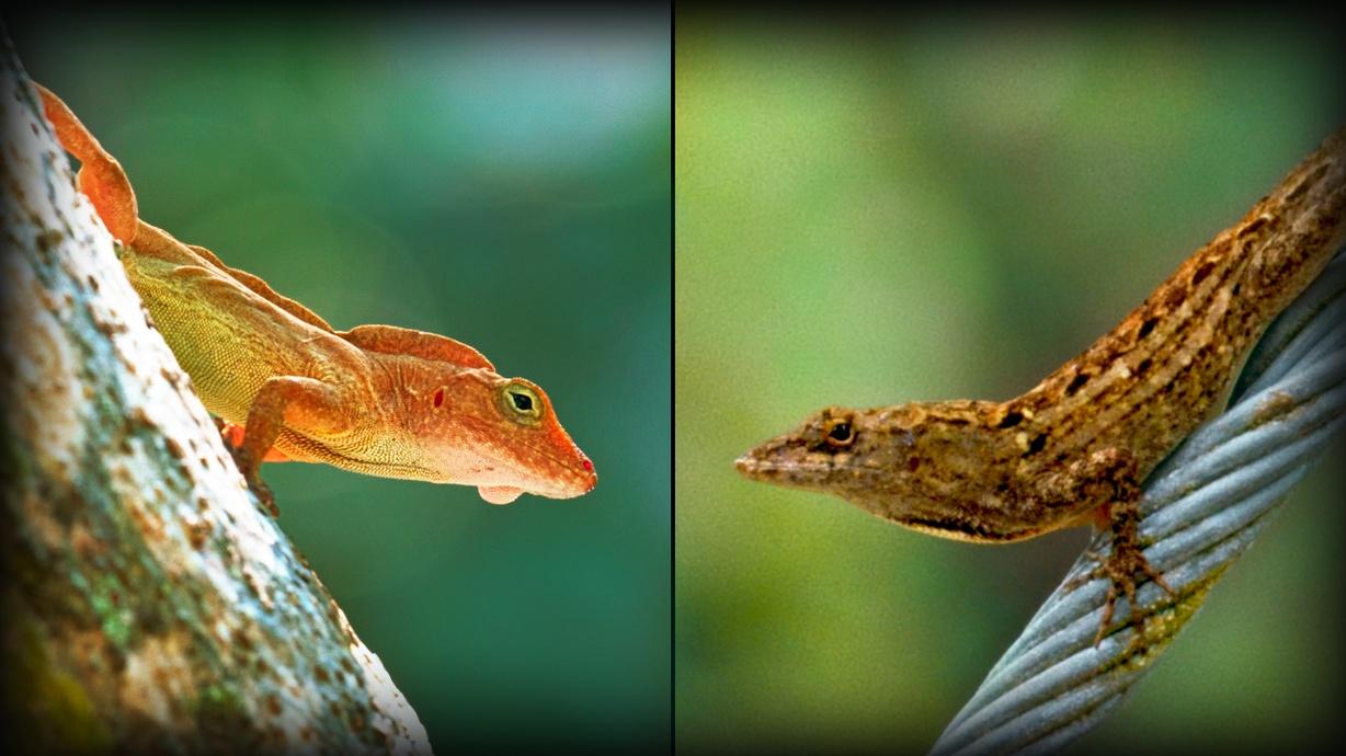 Why Are These Urban Lizards Evolving in Overdrive? | Watch on PBS Wisconsin