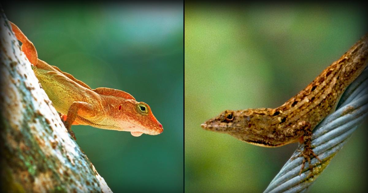 Human Footprint | Why Are These Urban Lizards Evolving in Overdrive? | PBS