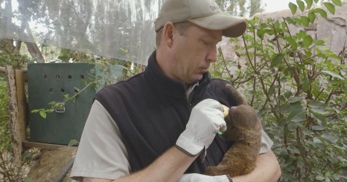 Camp TV | Sloth Baby | Season 2021 | PBS