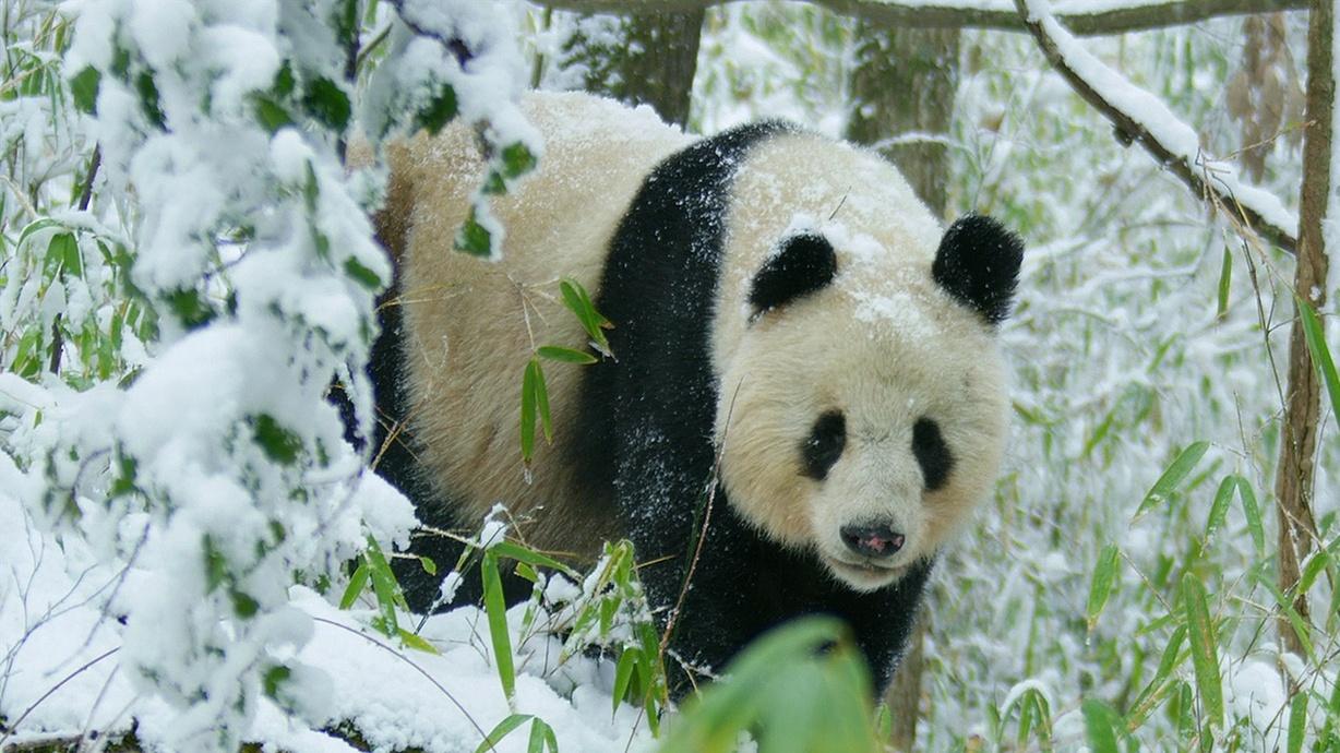 Rare Glimpse of Wild Panda In Heat | Watch Nature on PBS Wisconsin