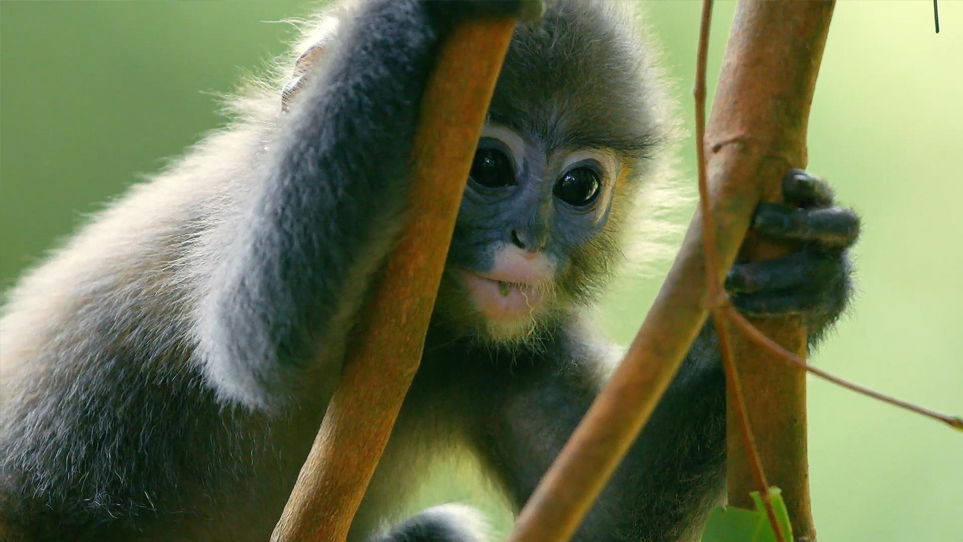 How Do Monkeys Safely Cross the Road? | Nature | THIRTEEN - New York ...