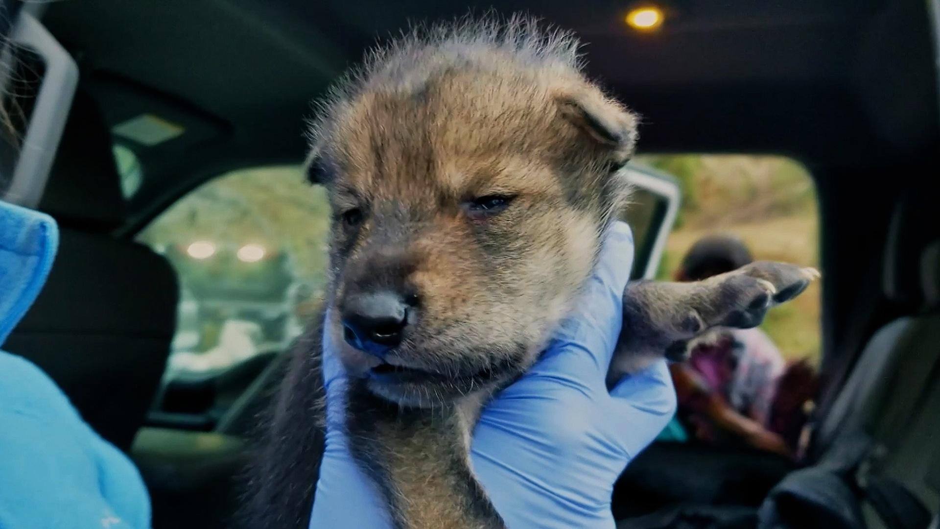 These Wolf Puppies Could Save Their Species | Nature | THIRTEEN - New ...