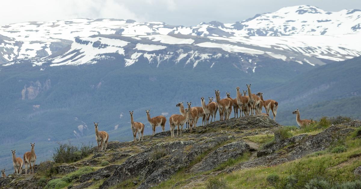 Evolution Earth | Grasslands | Episode 5 | PBS