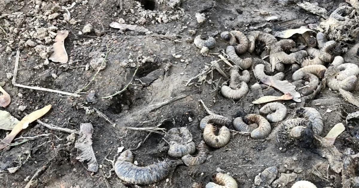 Chicago Tonight | Killer Grubs Hit Chicago Park | Season 2023 | PBS