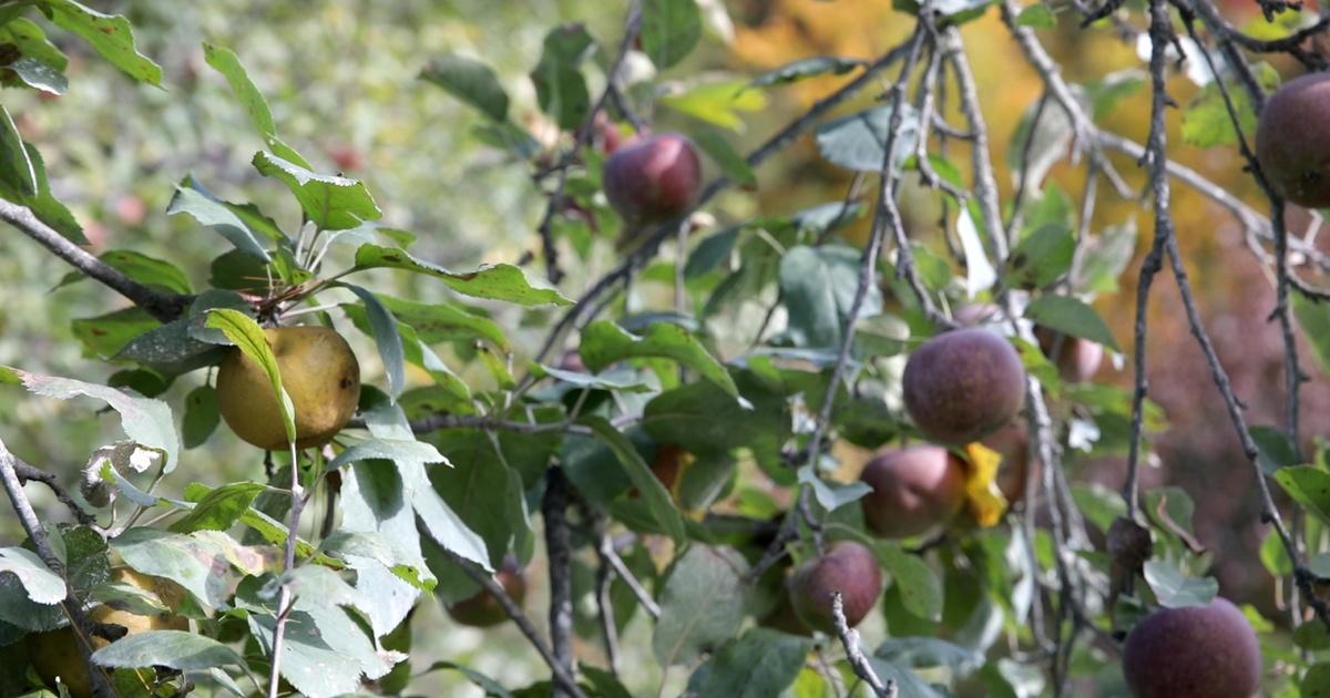 Assignment Maine | Preserving Heirloom Apples | Maine PBS