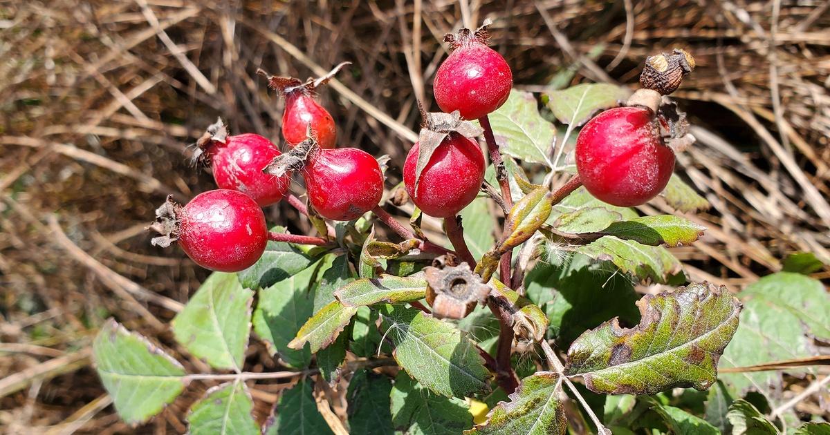 Prairie Sportsman | Fast Forage: Rose Hip | Season 14 | Episode 10 | PBS