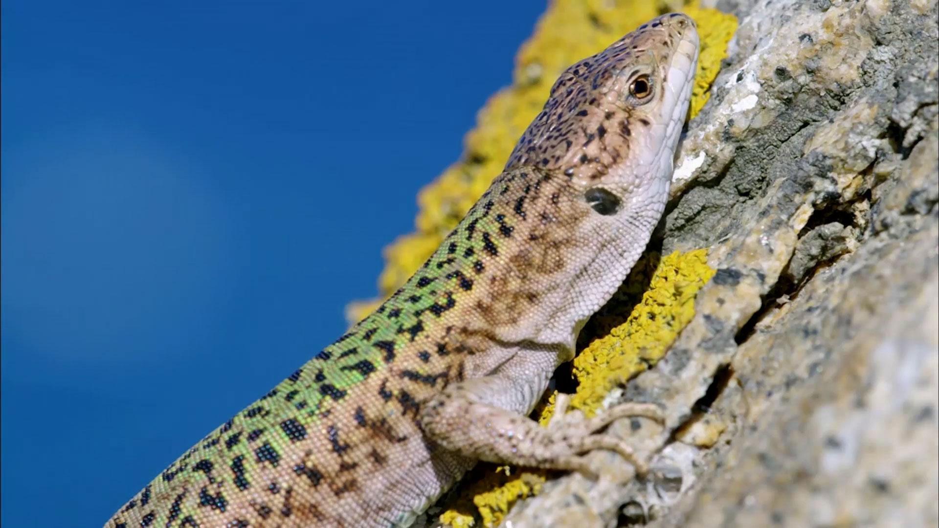Cannibal Wall Lizards in Greece | Nature | THIRTEEN - New York Public Media