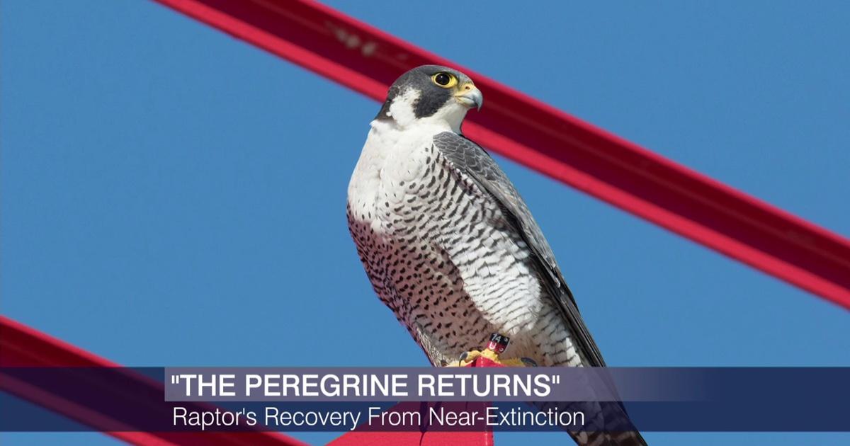 Chicago Tonight | New Book Tracks Peregrine Falcon’s Return From Near ...