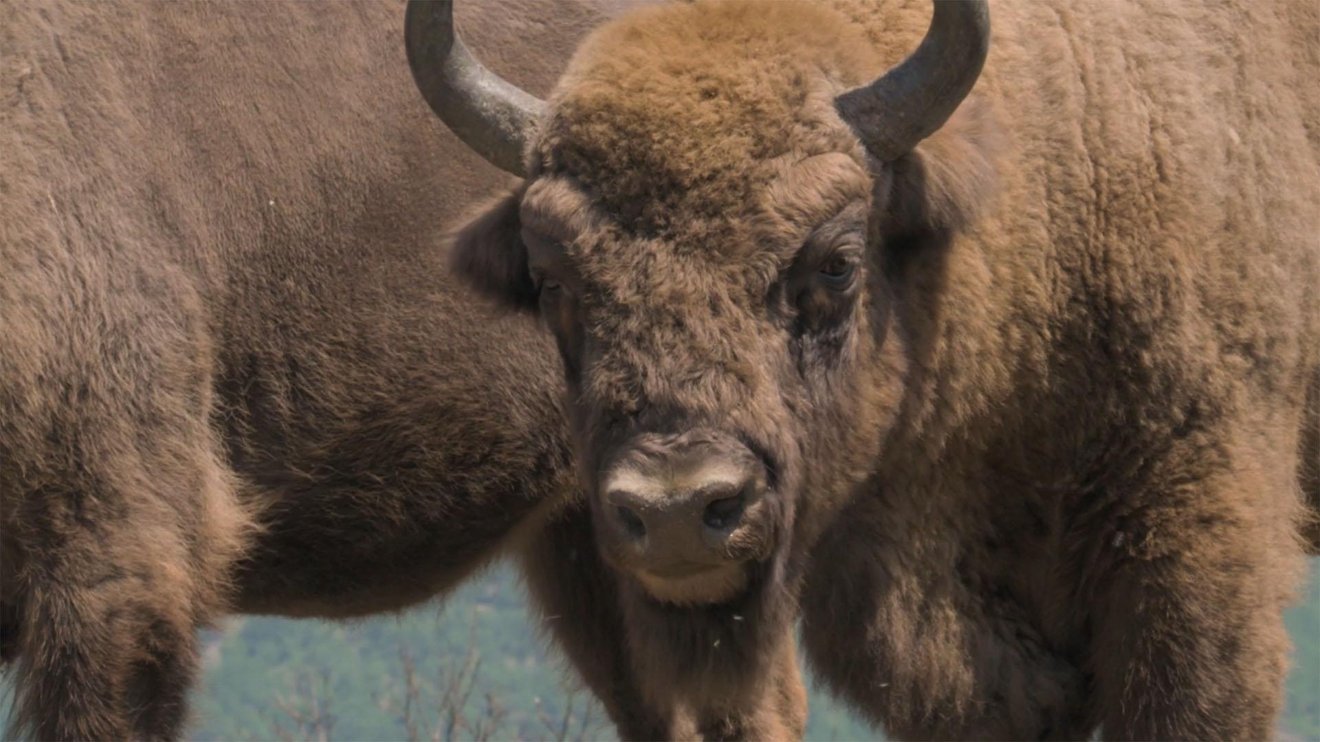 The European Bison | Europe's New Wild | THIRTEEN - New York Public Media