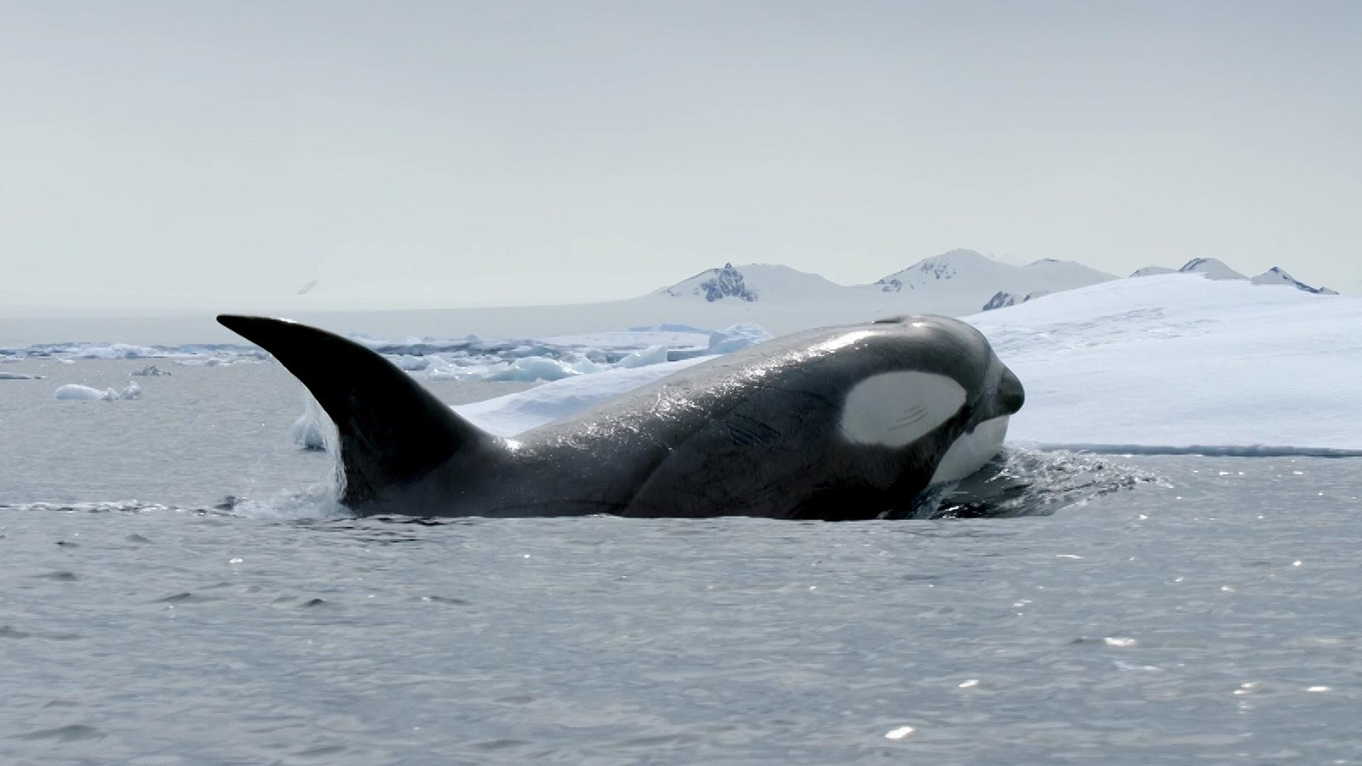 Expedition Killer Whale | Nature | NJ PBS