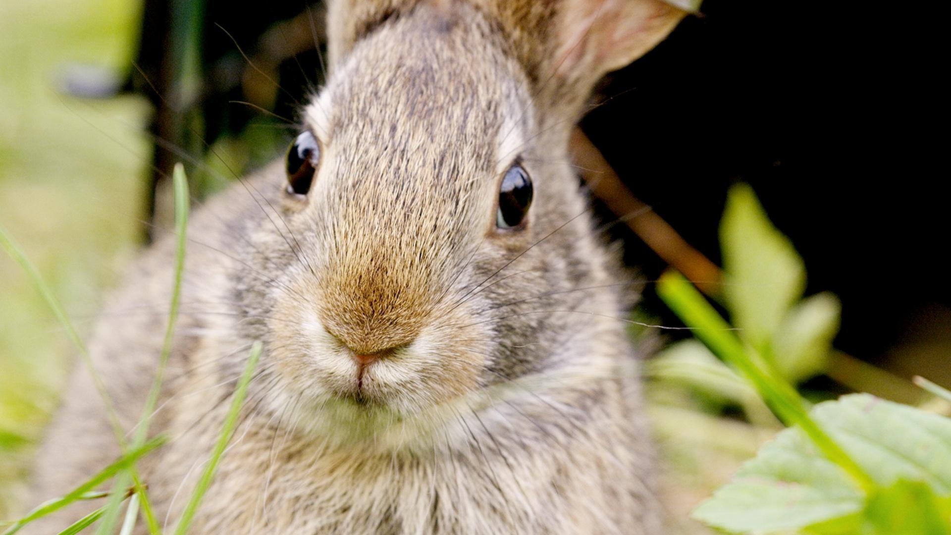 Remarkable Rabbits - Preview | Nature | THIRTEEN - New York Public Media